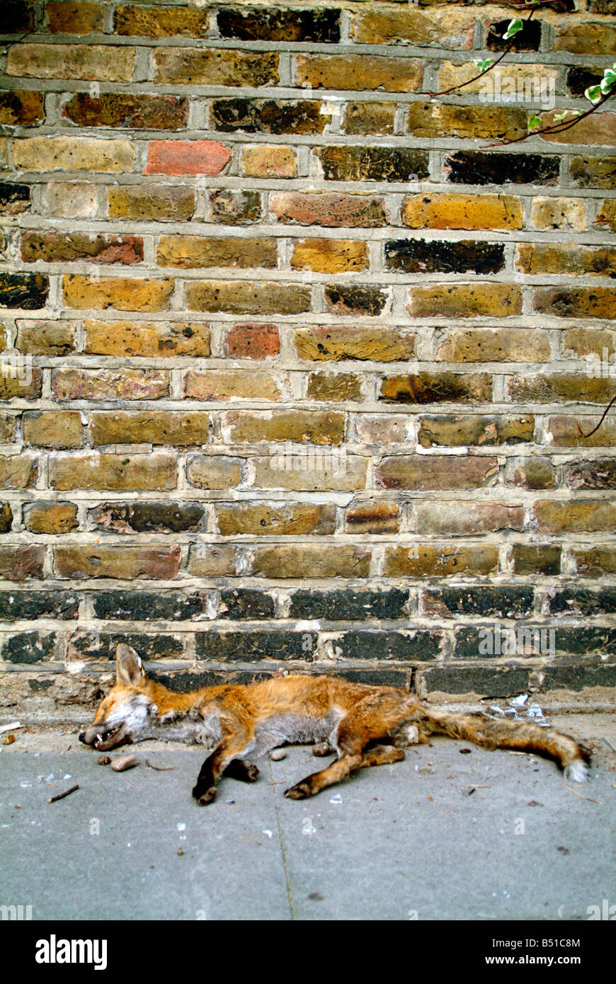 A dead urban young fox lying on the pavement in Hackney Stock Photo - Alamy