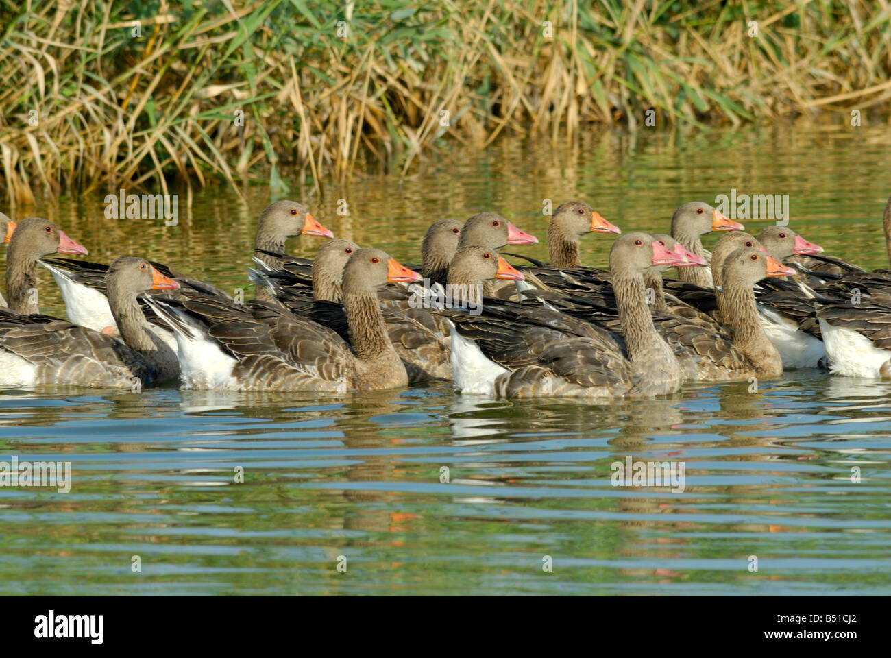 Greylag Geese, Marismas del Baja Guadalquivir, Andalucia, Spain Stock ...
