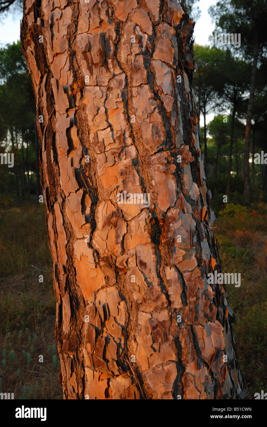 Bark of the Stone Pine Stock Photo - Alamy