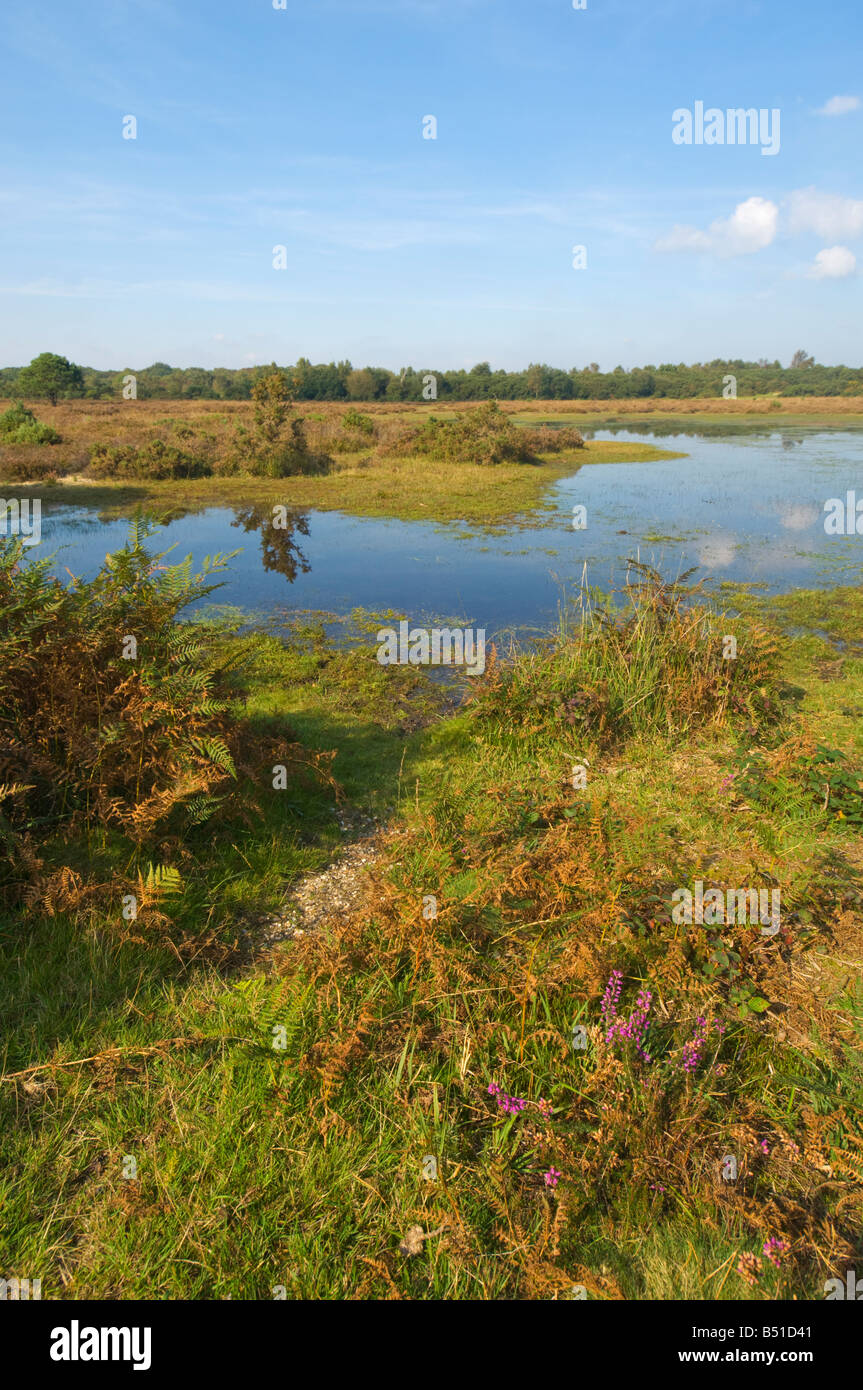 Mogshade hill new forest national park hi-res stock photography and ...