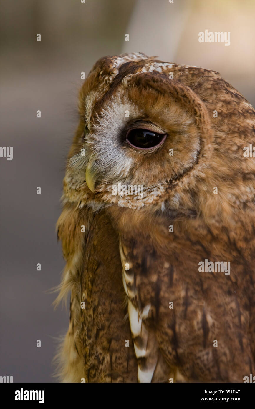 Tawny eye hi-res stock photography and images - Alamy