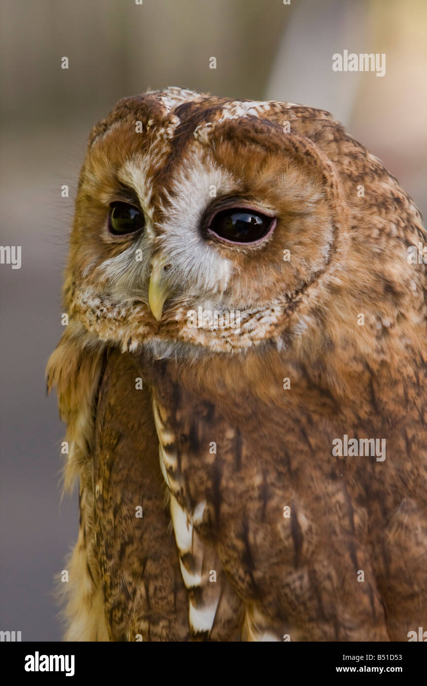 Tawny eye hi-res stock photography and images - Alamy