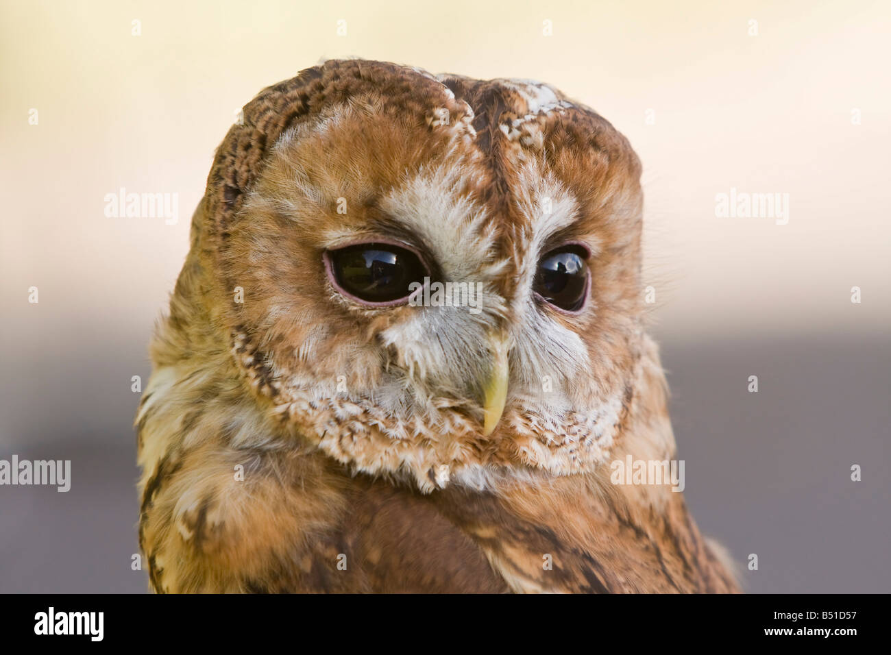 A tawny owl Stock Photo - Alamy