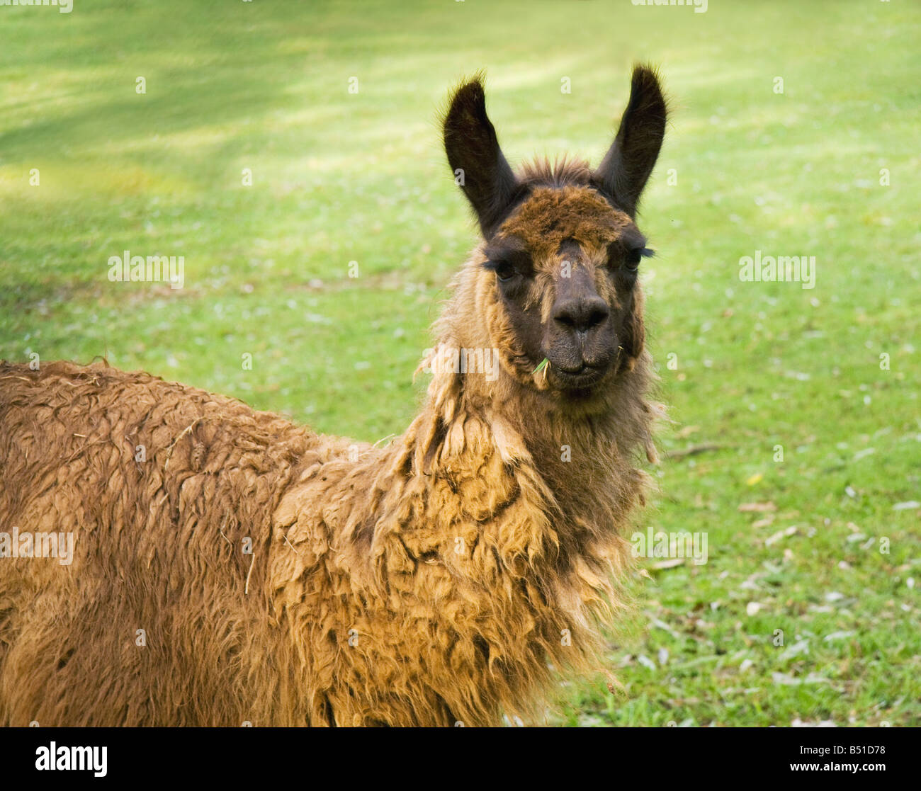 Llama eating grass hi-res stock photography and images - Alamy