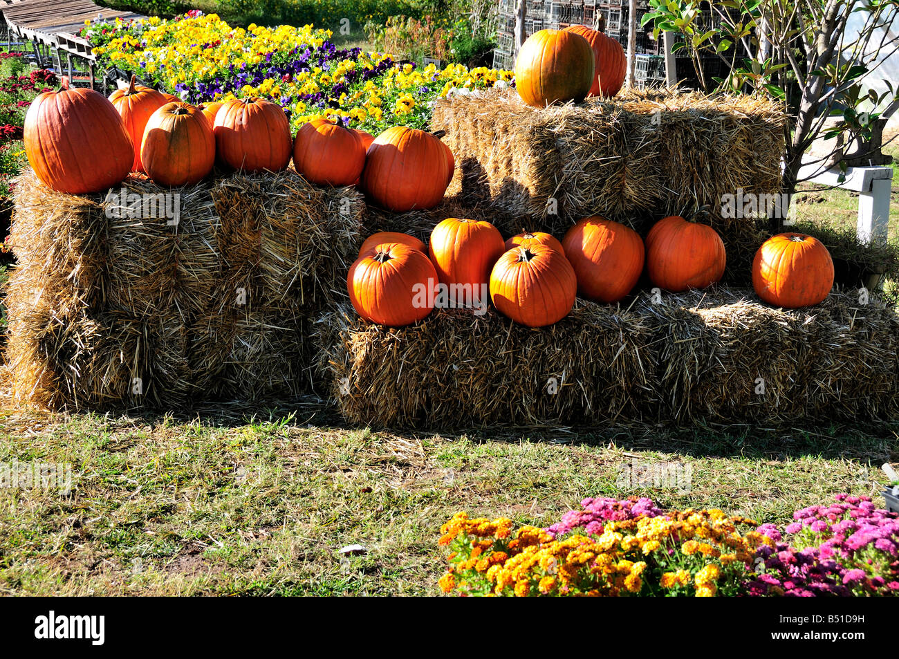 Pumpkins and fall flowers for sale at an outdoor market. USA Stock ...