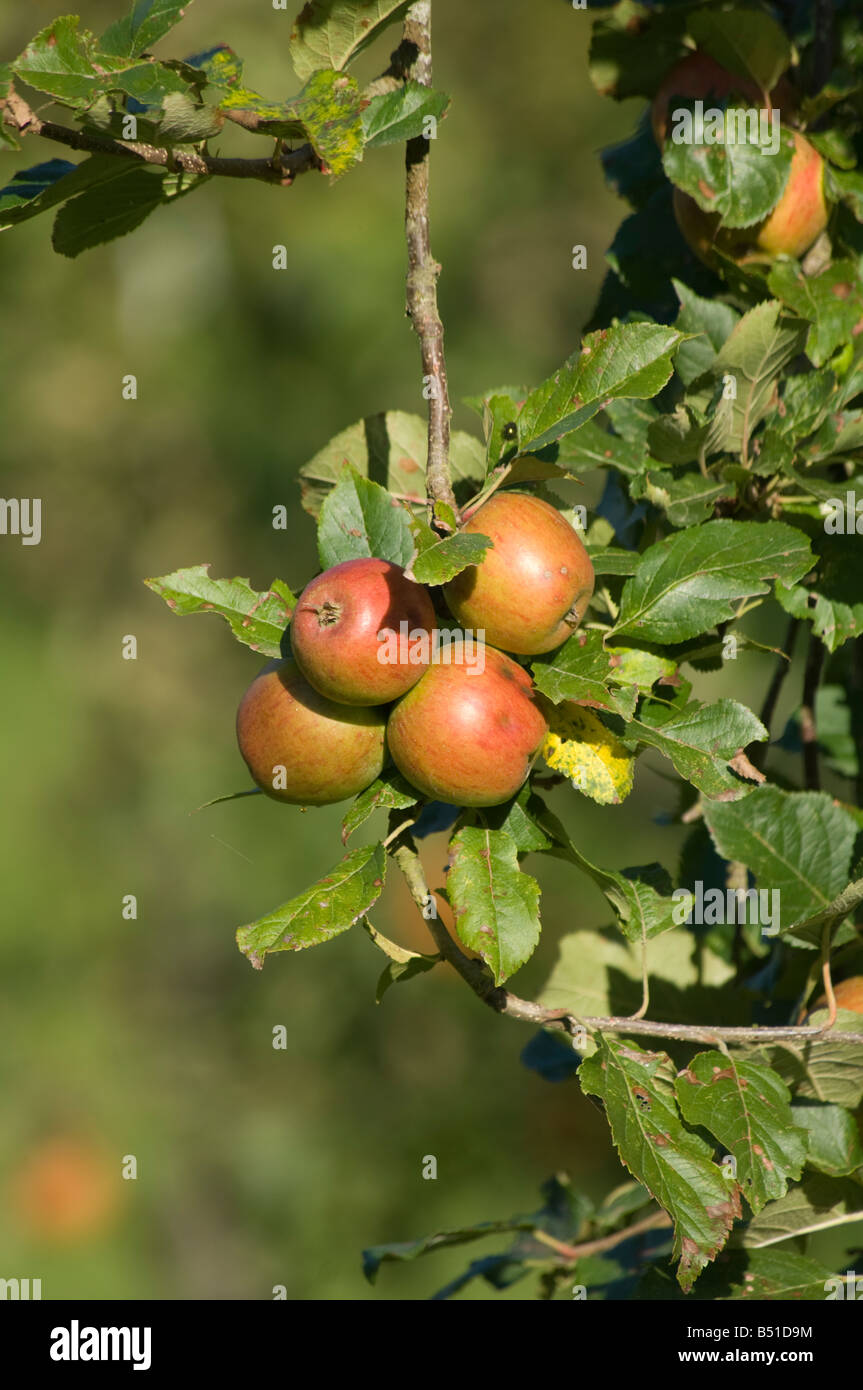 Fruit red apples england uk hi-res stock photography and images - Alamy