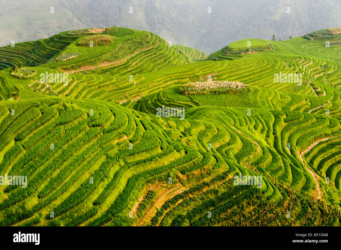 The amazing rice terraces of LongJi in Guangxi China Stock Photo - Alamy
