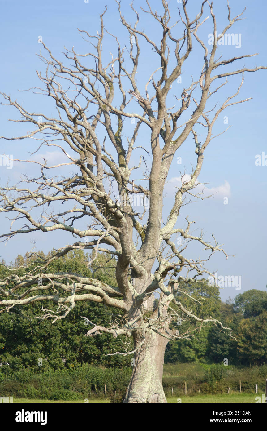 Dead Tree UK Stock Photo - Alamy