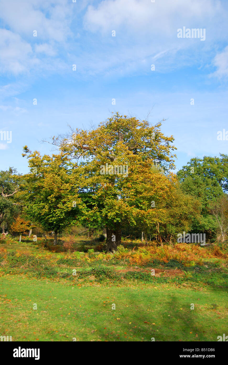 Pollarded beech trees in autumn, Burnham Beeches, Burnham ...
