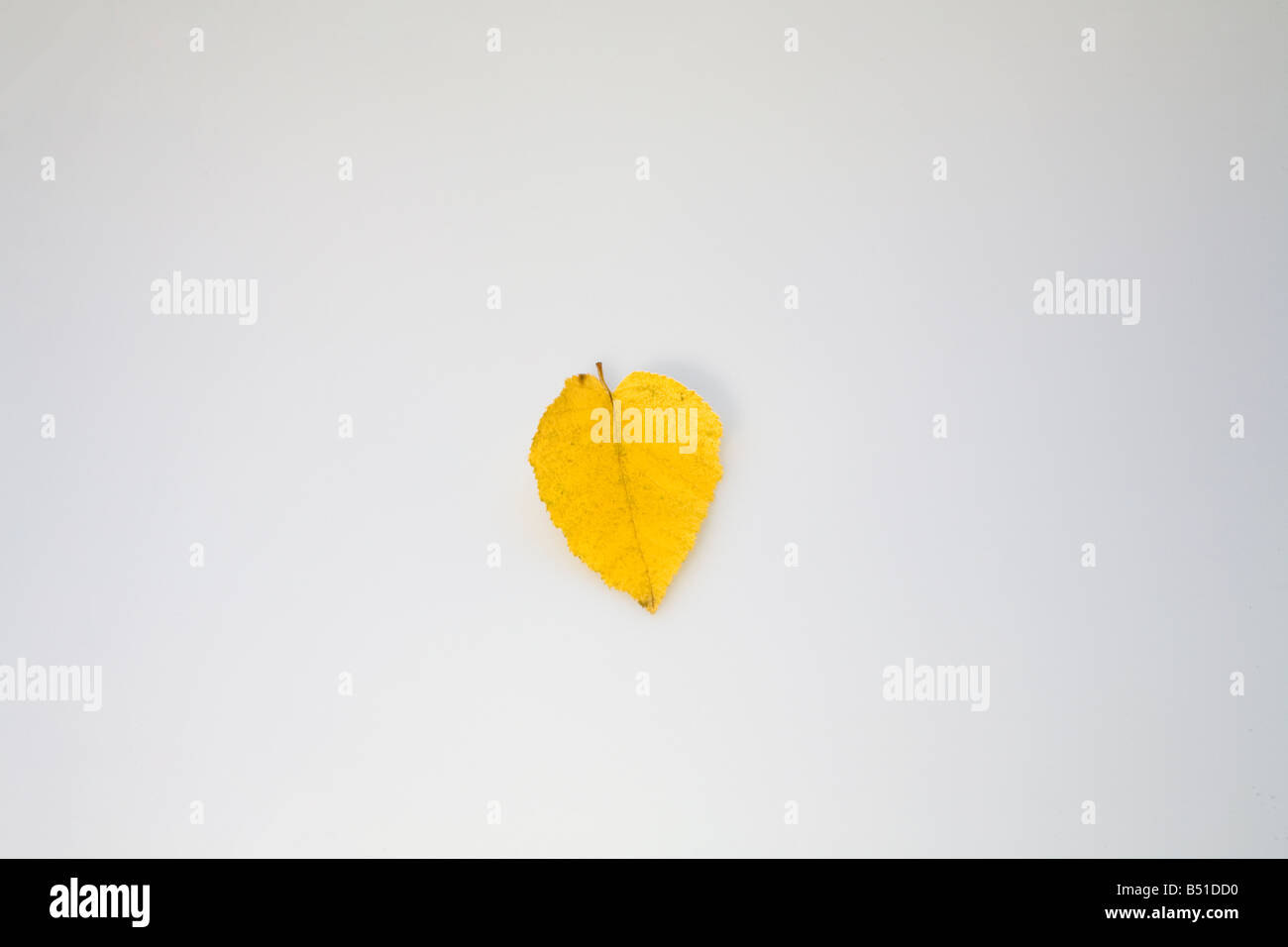 Photograph of a yellow leaf against a white background Stock Photo - Alamy
