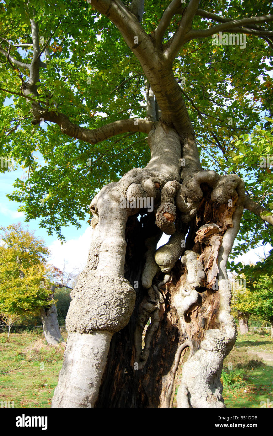 Pollarded beech trees in autumn, Burnham Beeches, Burnham ...
