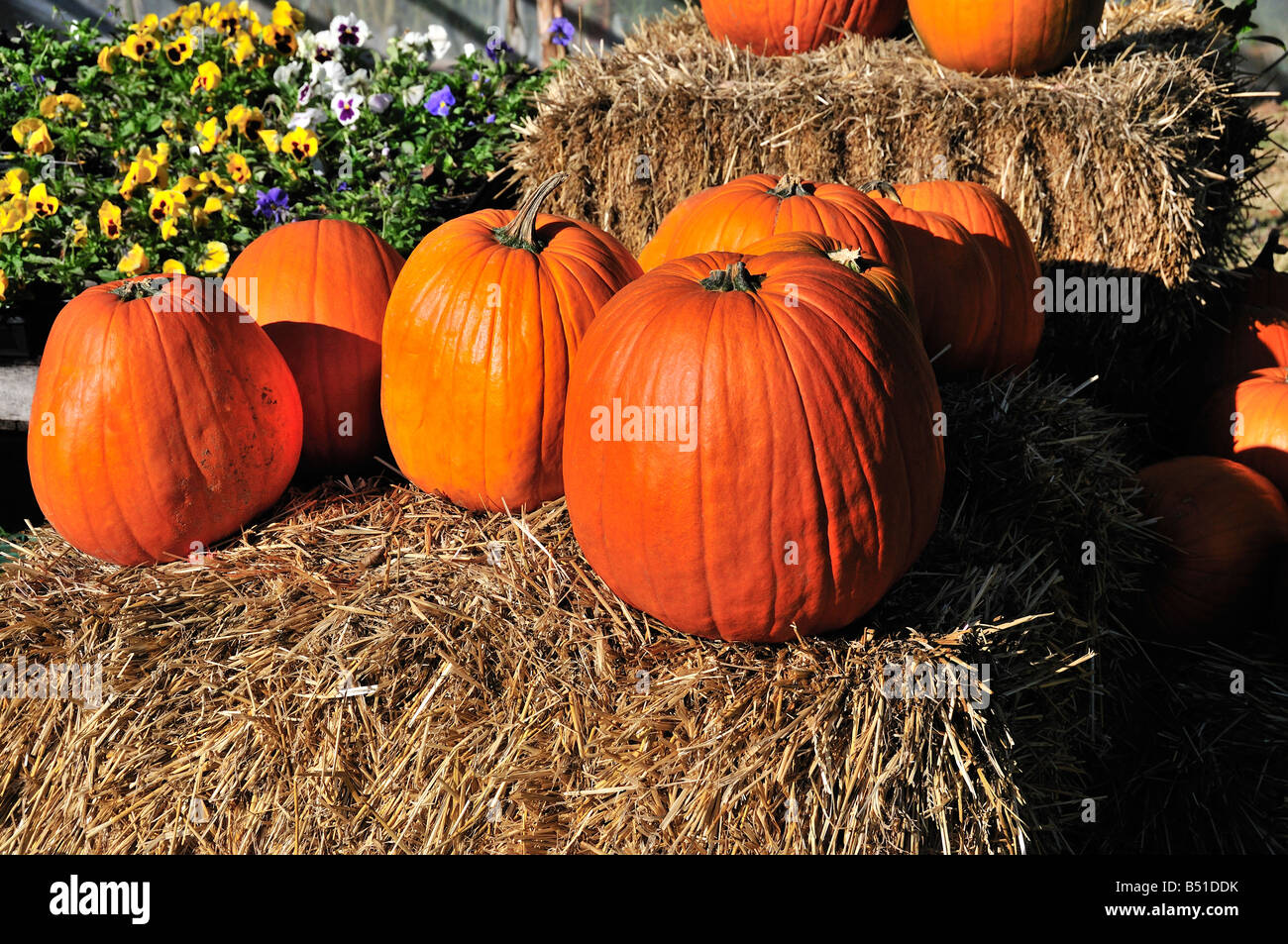 Grouping of pumpkins hi-res stock photography and images - Alamy