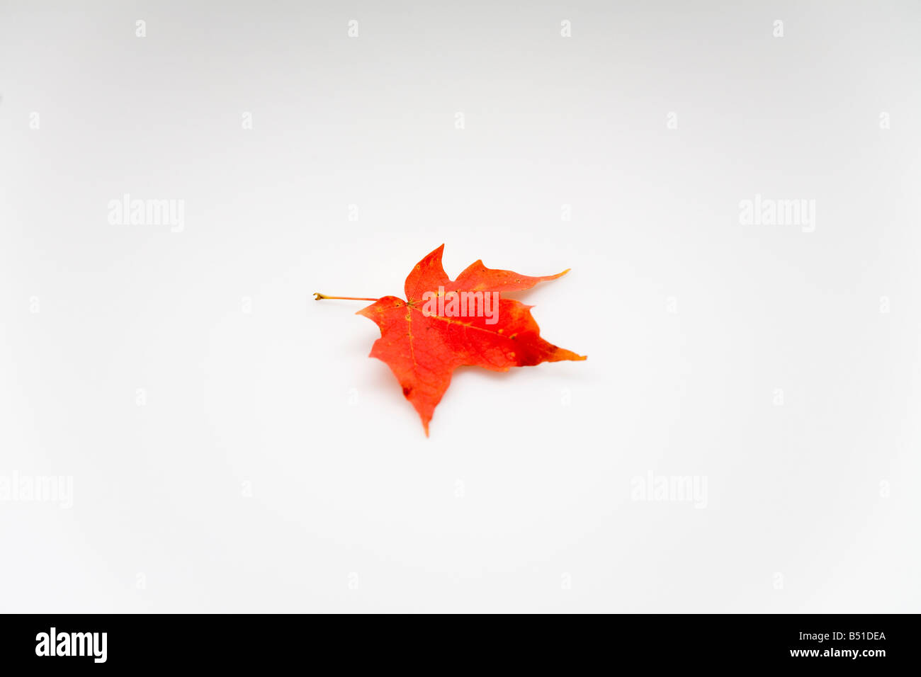 Photo of a bright red maple leaf on a white background Stock Photo - Alamy