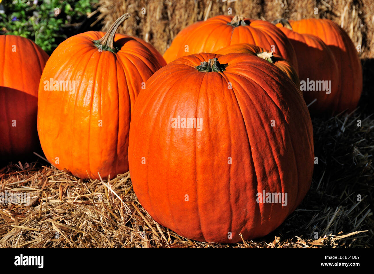 Pumpkins sale outdoor market hi-res stock photography and images - Alamy