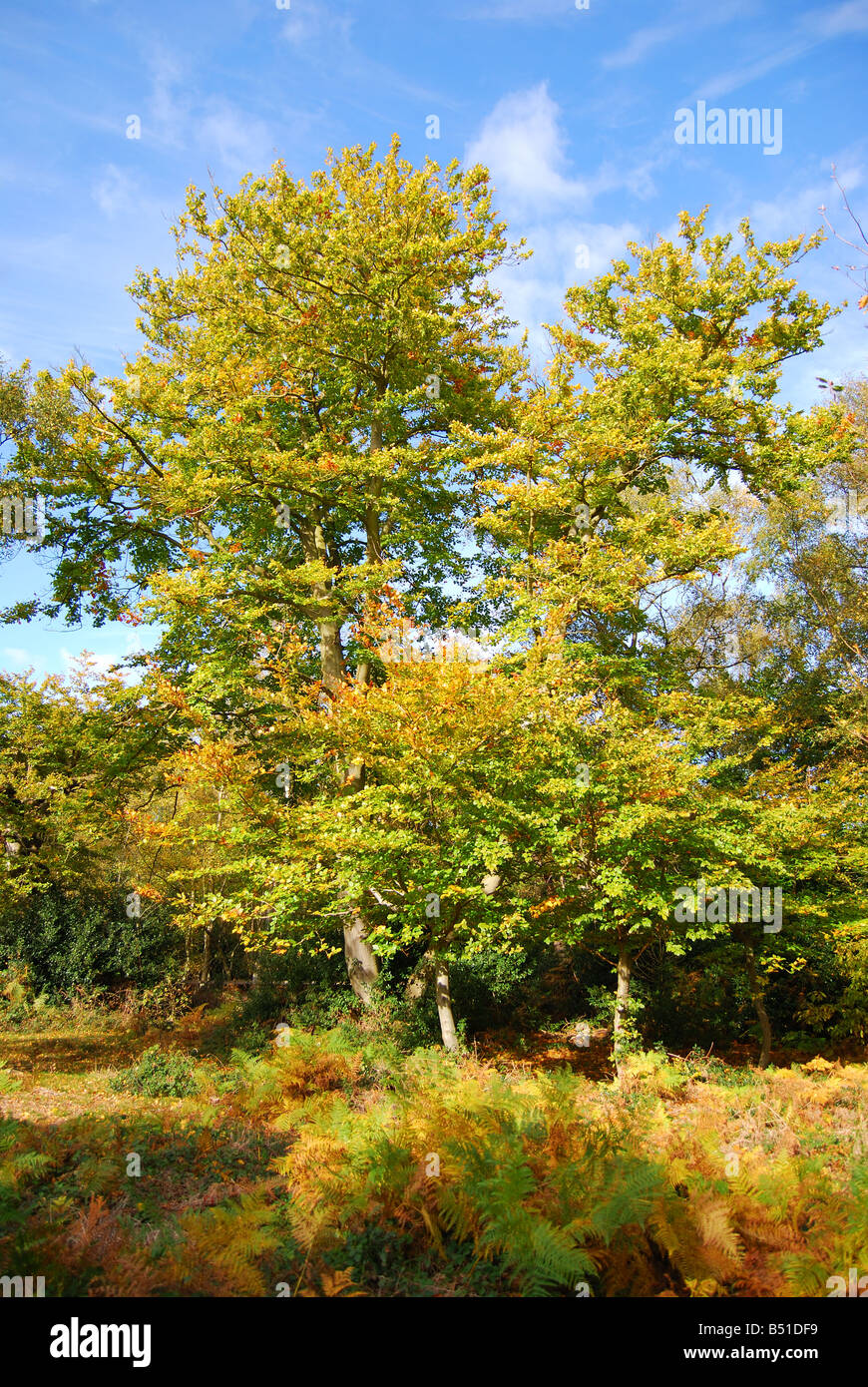 Pollarded beech trees in autumn, Burnham Beeches, Burnham ...