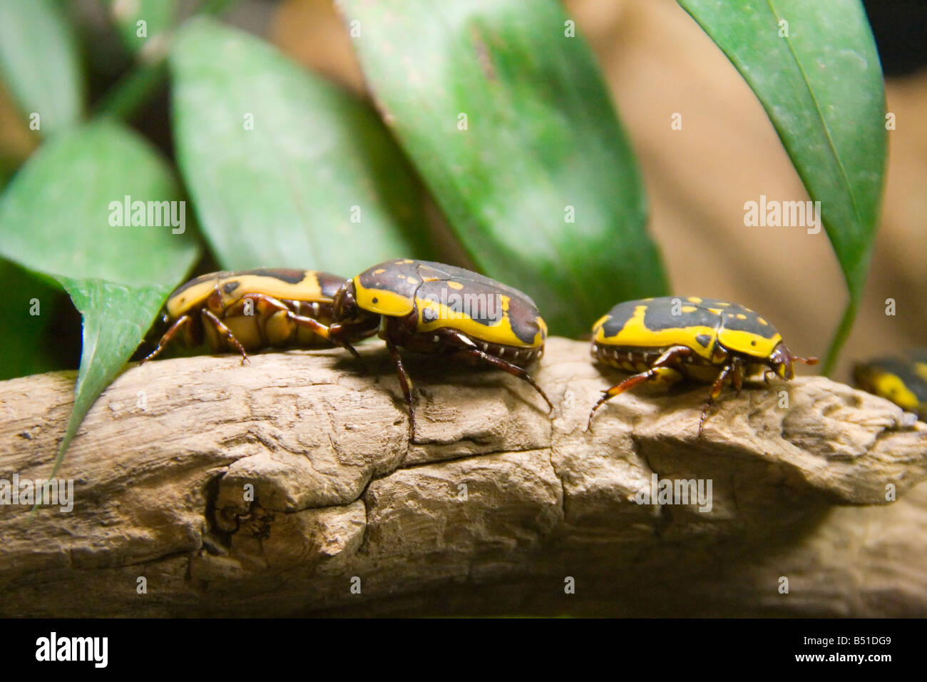 African flower beetle hi-res stock photography and images - Alamy