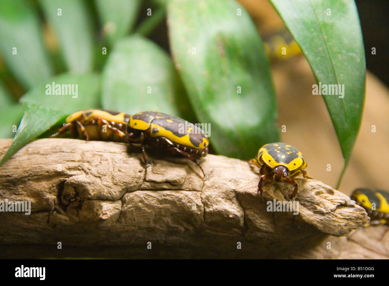 Flower Beetle Native to Africa captive Stock Photo - Alamy
