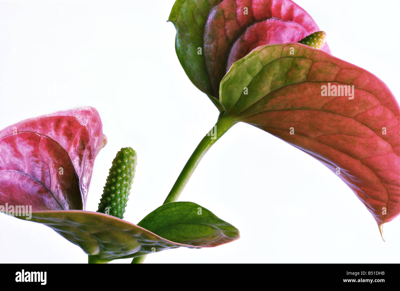 Botanic growth plant araceae horizontal color colour hi-res stock ...