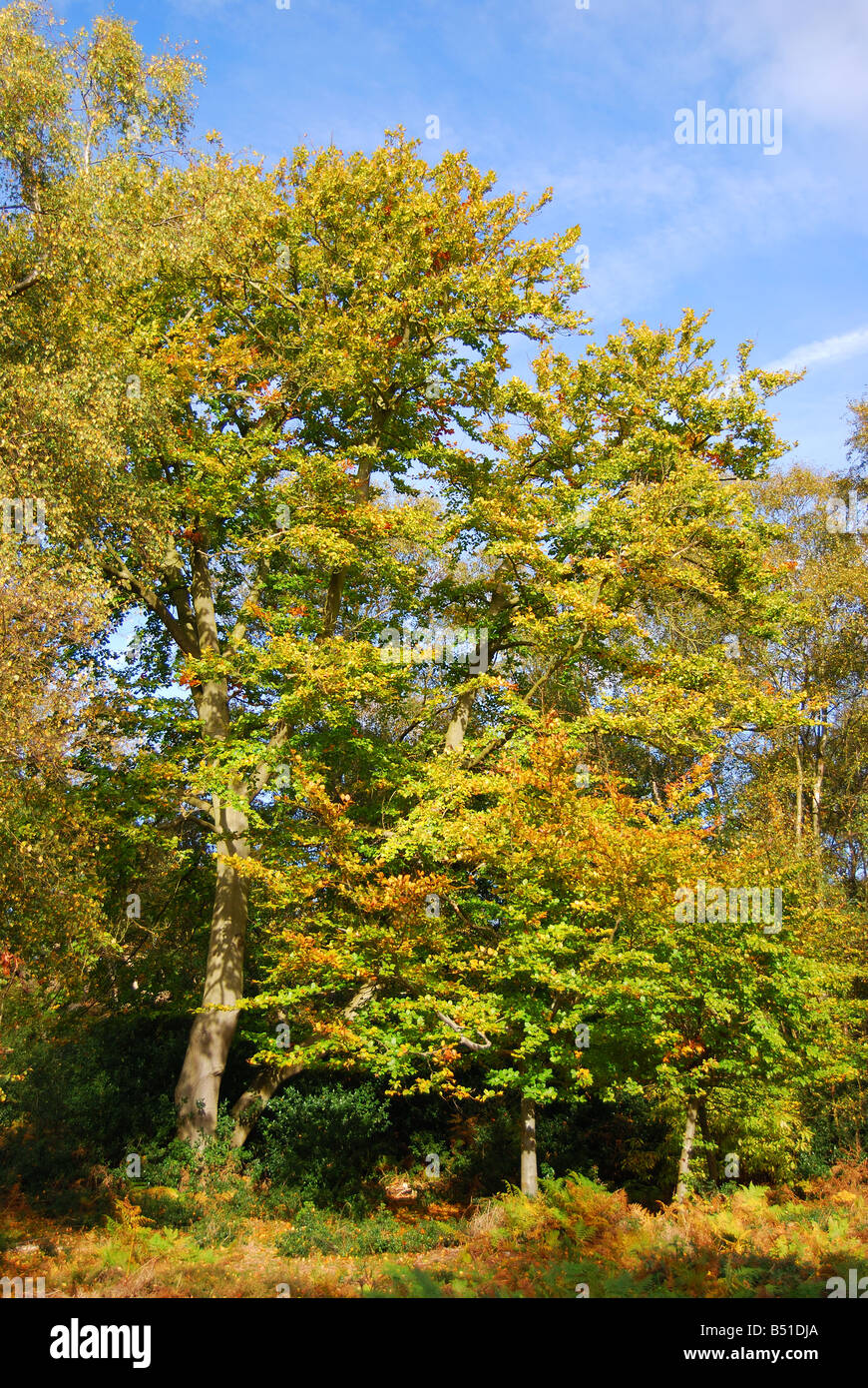 Ancient woodlands in autumn, Burnham Beeches, Burnham, Buckinghamshire ...