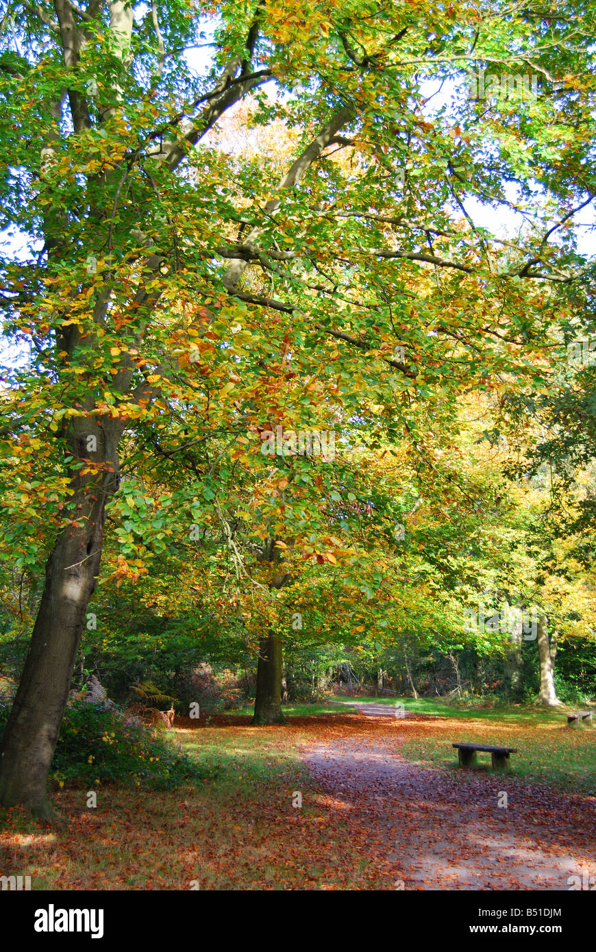 Ancient woodlands in autumn, Burnham Beeches, Burnham, Buckinghamshire ...