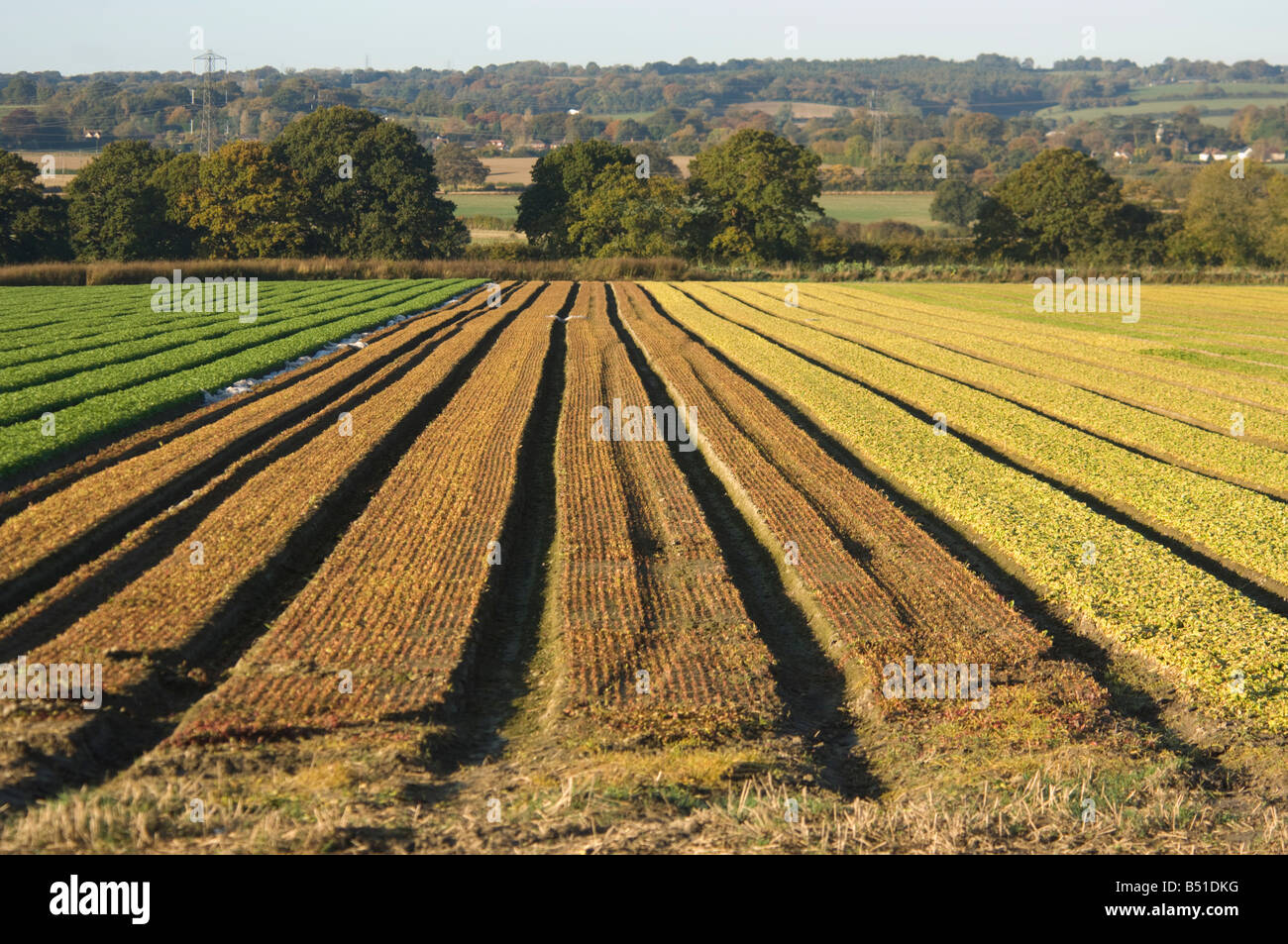 Crops Hampshire UK Stock Photo - Alamy