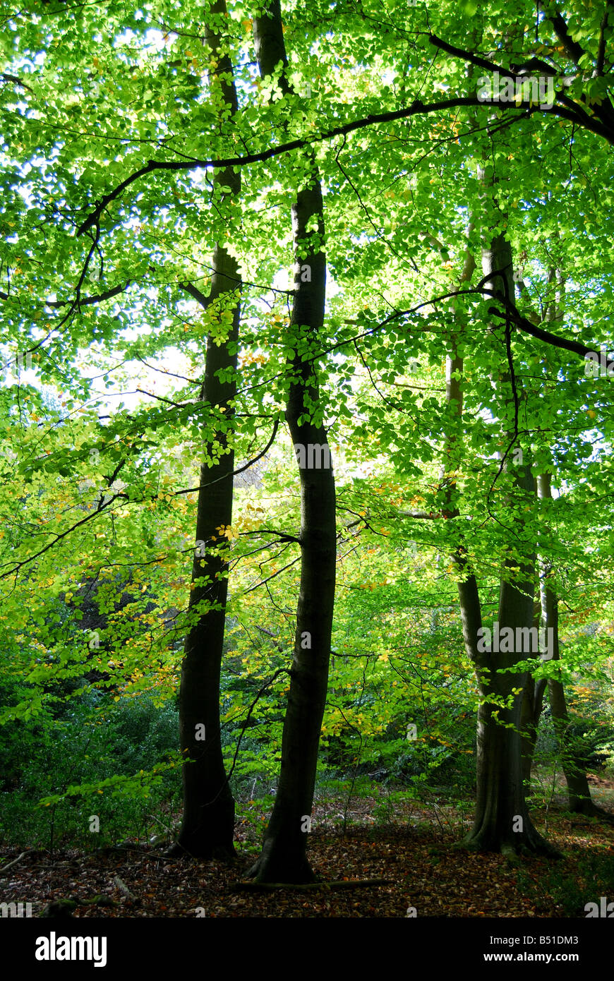 Burnham beeches hi-res stock photography and images - Alamy