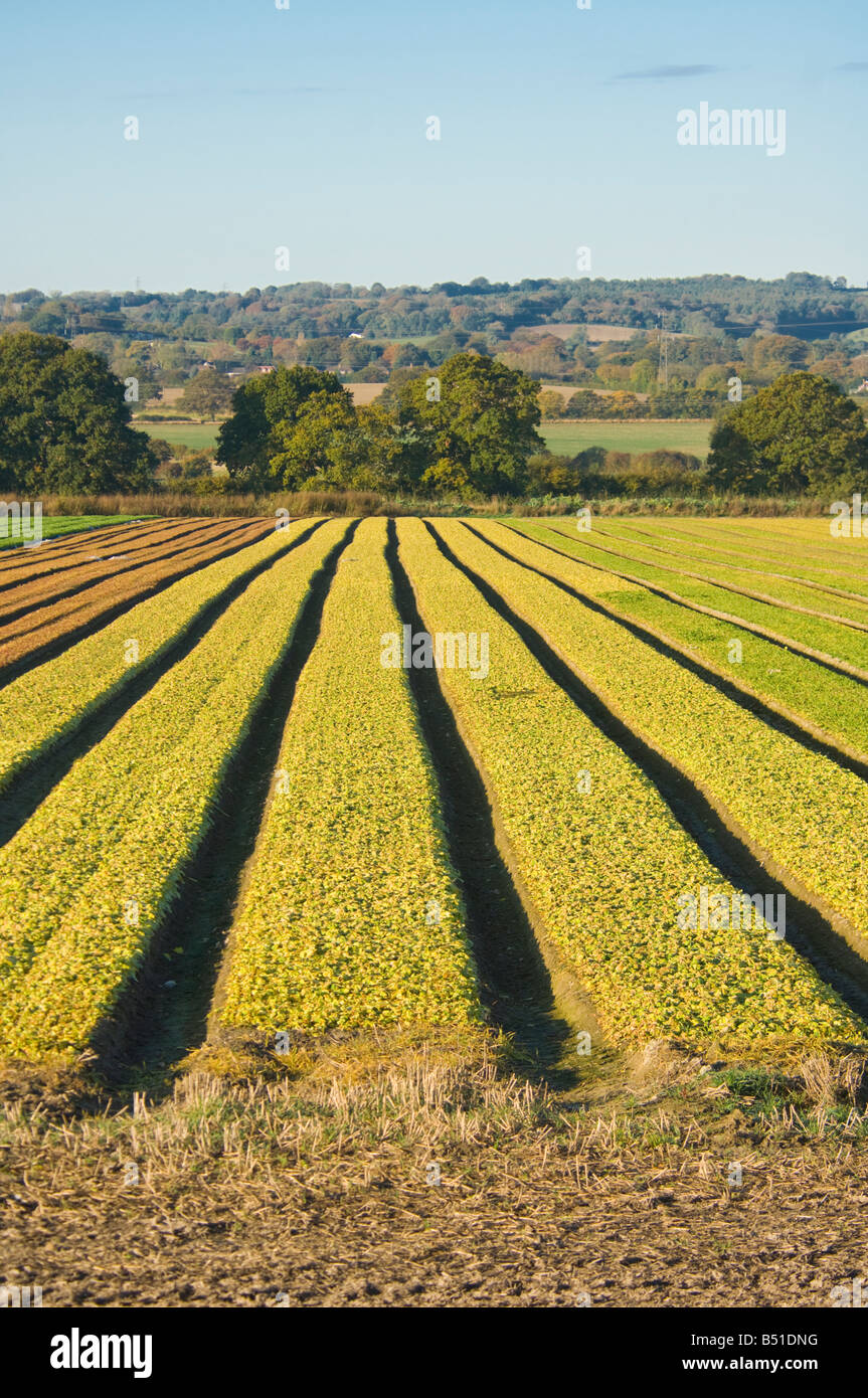 Crops Hampshire UK Stock Photo - Alamy