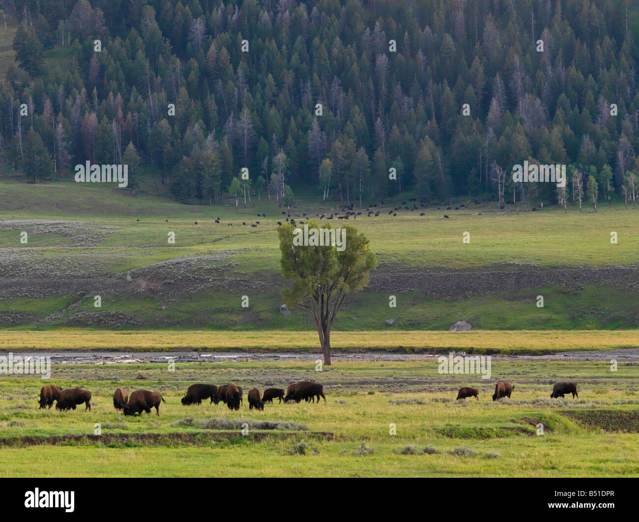 Bison protection hi-res stock photography and images - Alamy