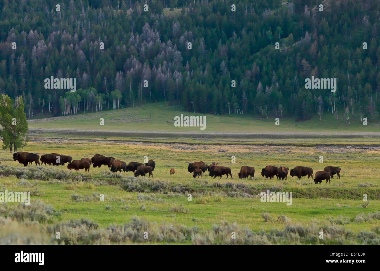 Bison protection hi-res stock photography and images - Alamy