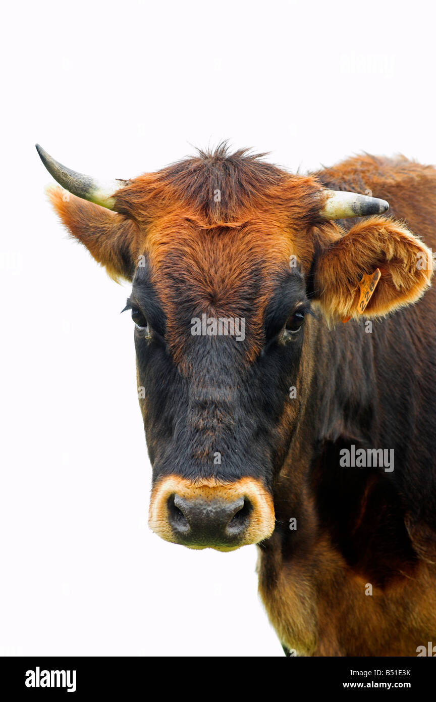 Cattle head head hi-res stock photography and images - Alamy