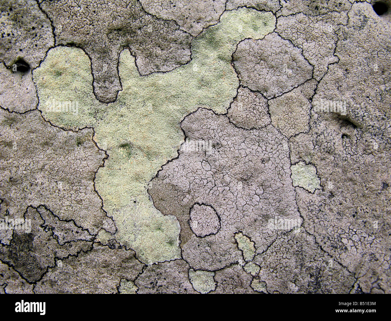 Algae growing stone hi-res stock photography and images - Alamy