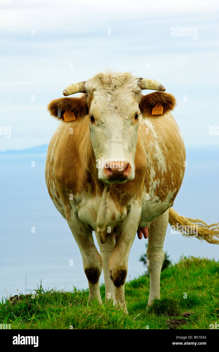 Whole cow hi-res stock photography and images - Alamy