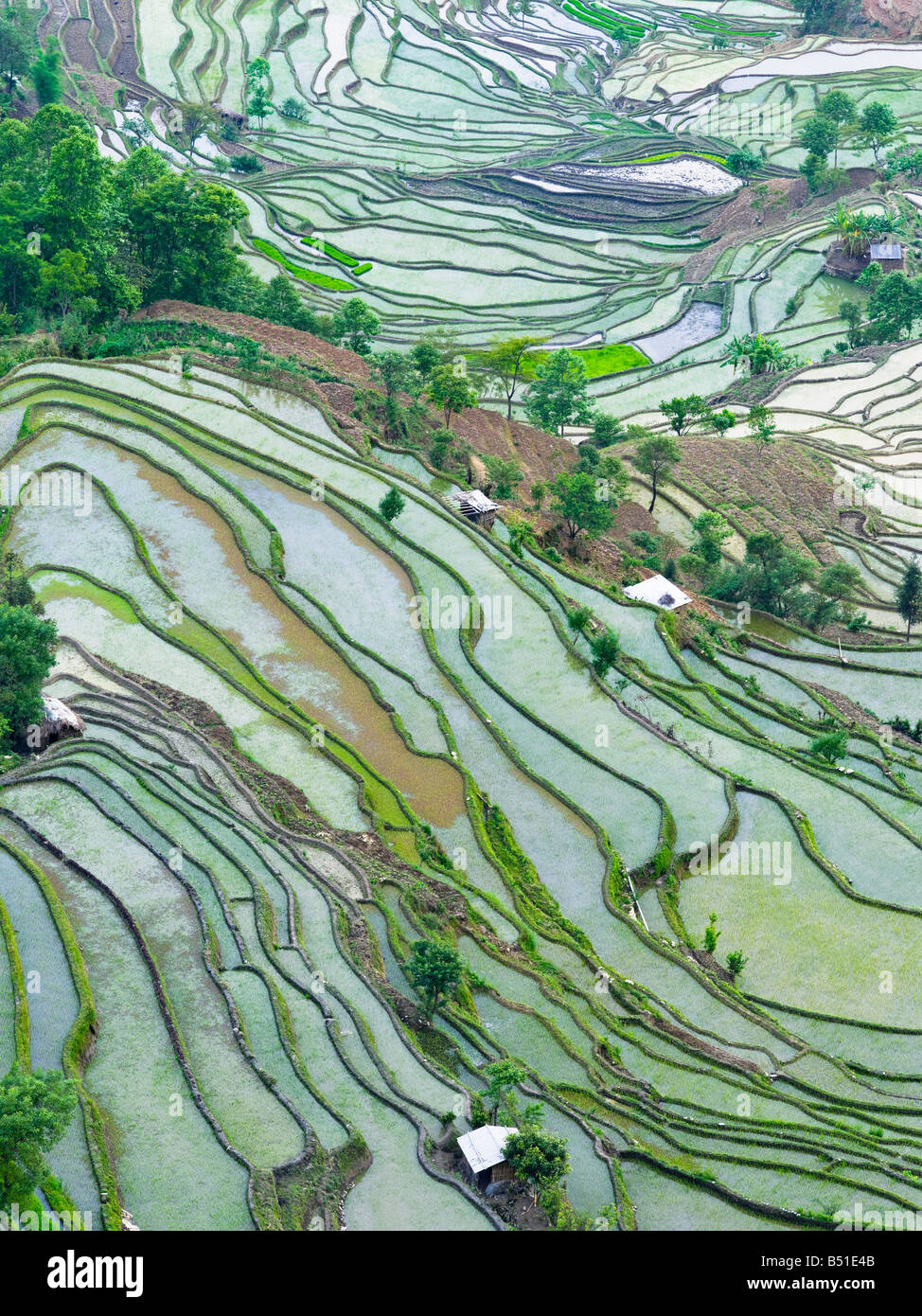 Terrace rice field at Yuanyang, China Stock Photo - Alamy
