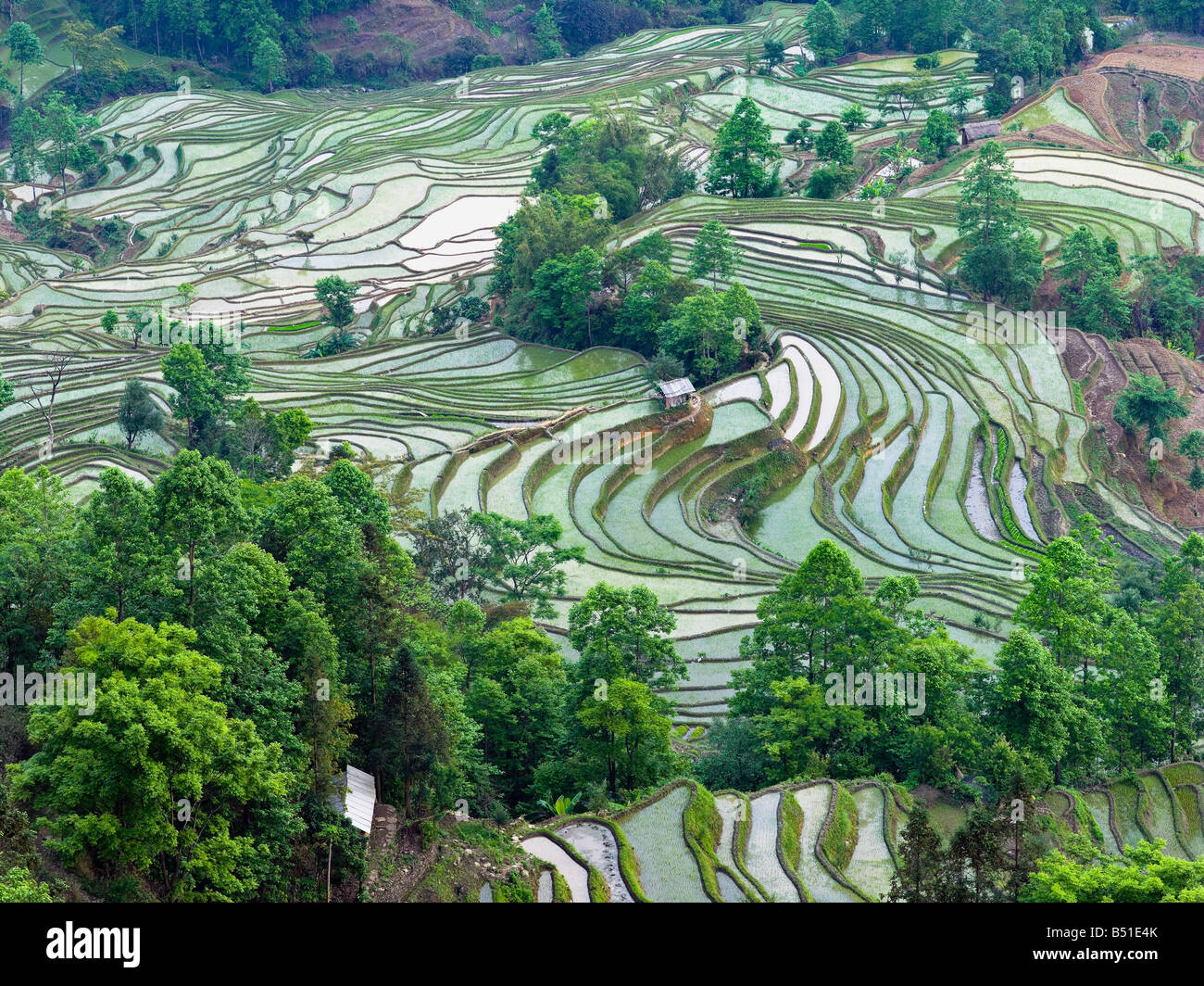 Terrace rice field at Yuanyang, China Stock Photo - Alamy