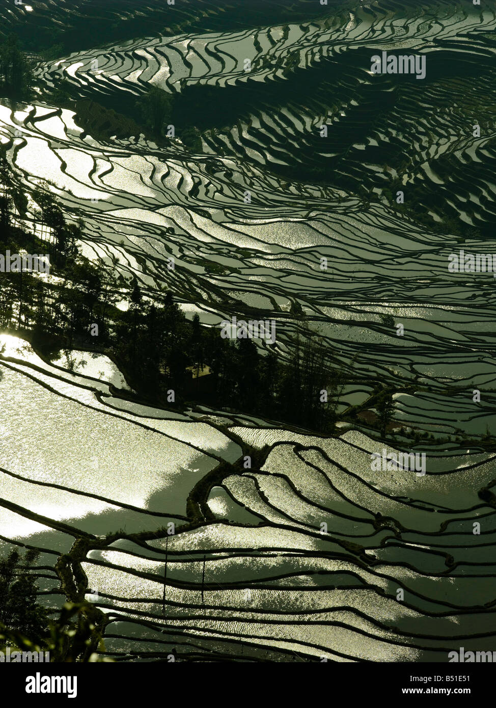 Terrace rice field at Yuanyang, China Stock Photo - Alamy
