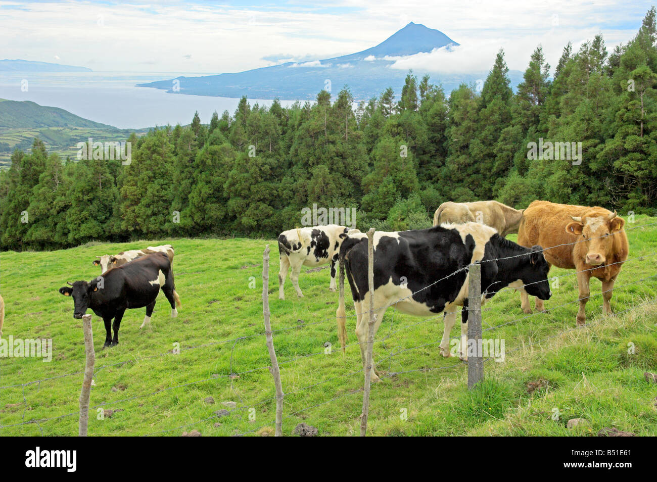 Cows at pasture on island of Faial with Pico Island in background ...