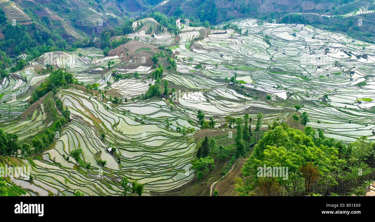 Terrace rice field at Yuanyang, China Stock Photo - Alamy
