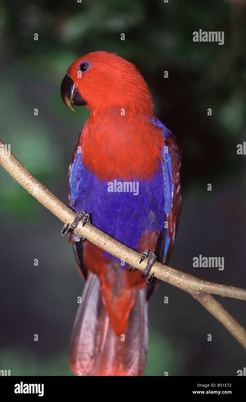 A female Eclectus Parrot sitting on a tree branch Stock Photo - Alamy