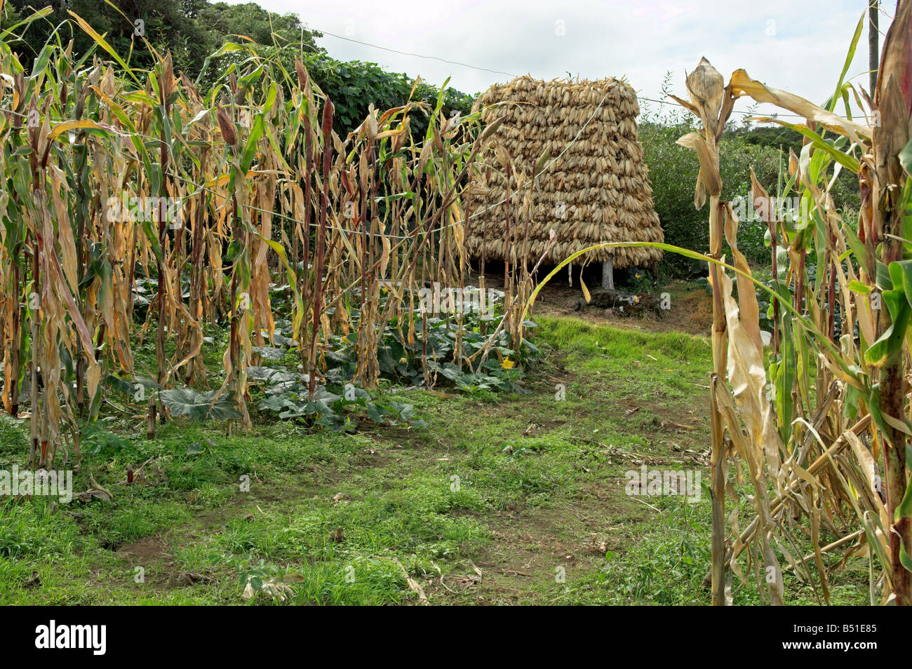 Corn maize cobs hi-res stock photography and images - Alamy