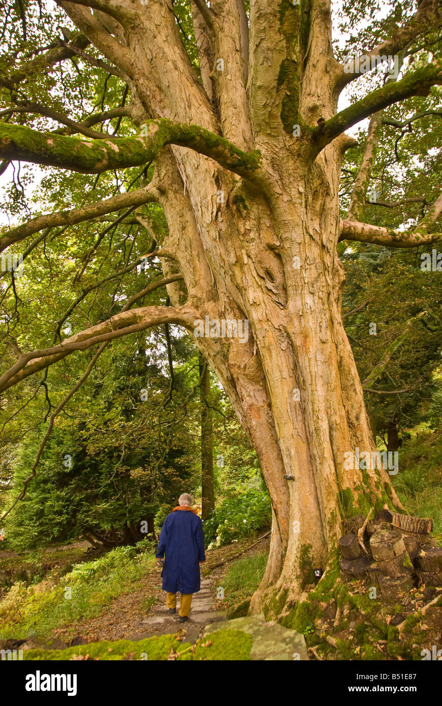 William Wordsworth Rydal Mount and Gardens man walks on forest path ...