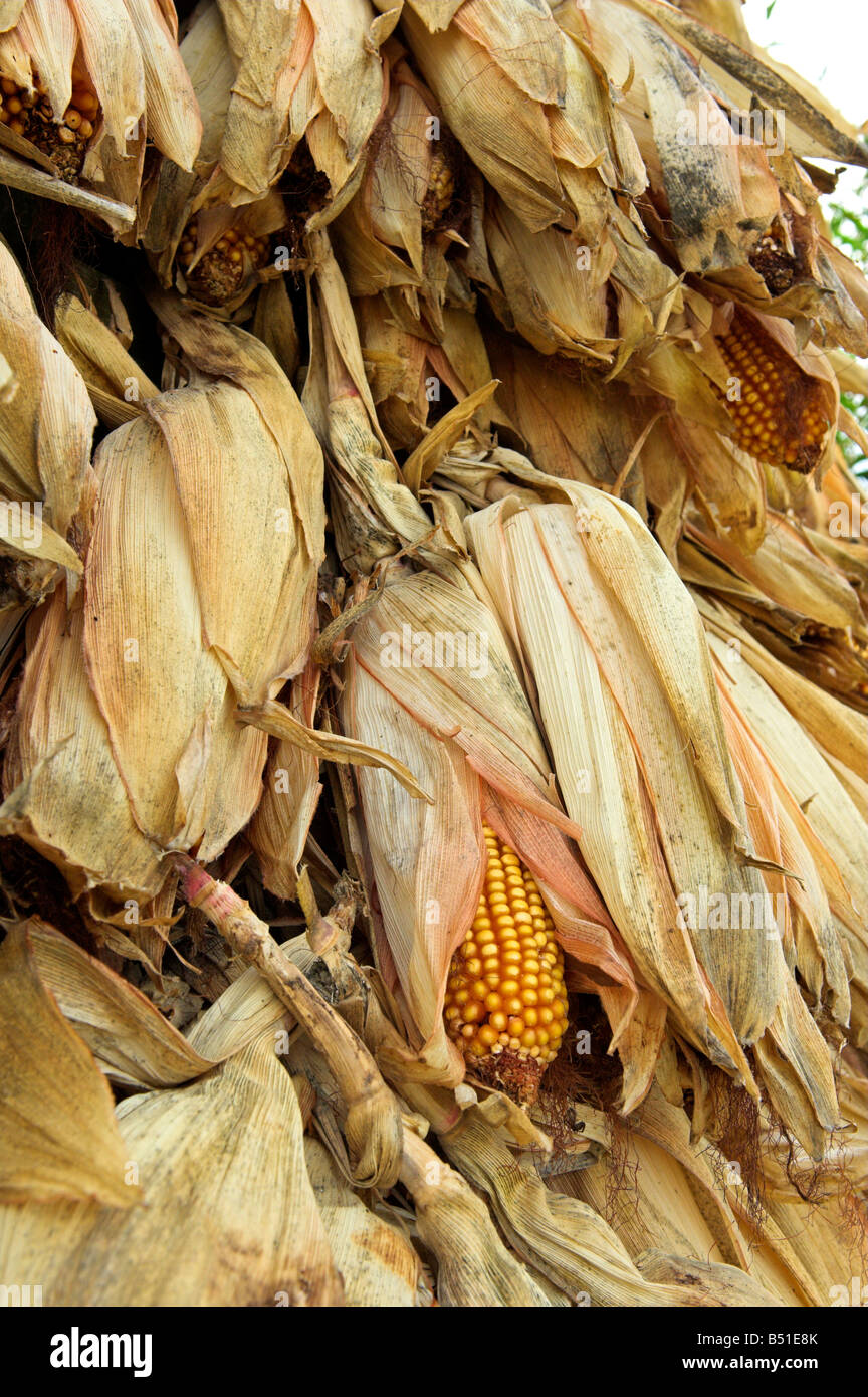 Drying maize cobs hi-res stock photography and images - Alamy
