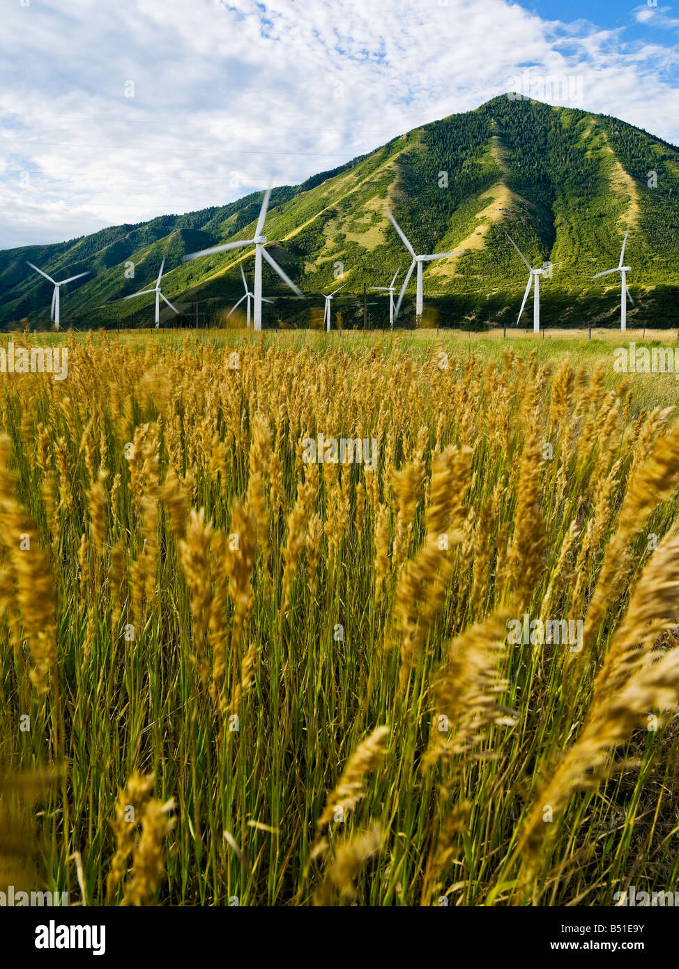 wind mill farm at a canyon Stock Photo - Alamy