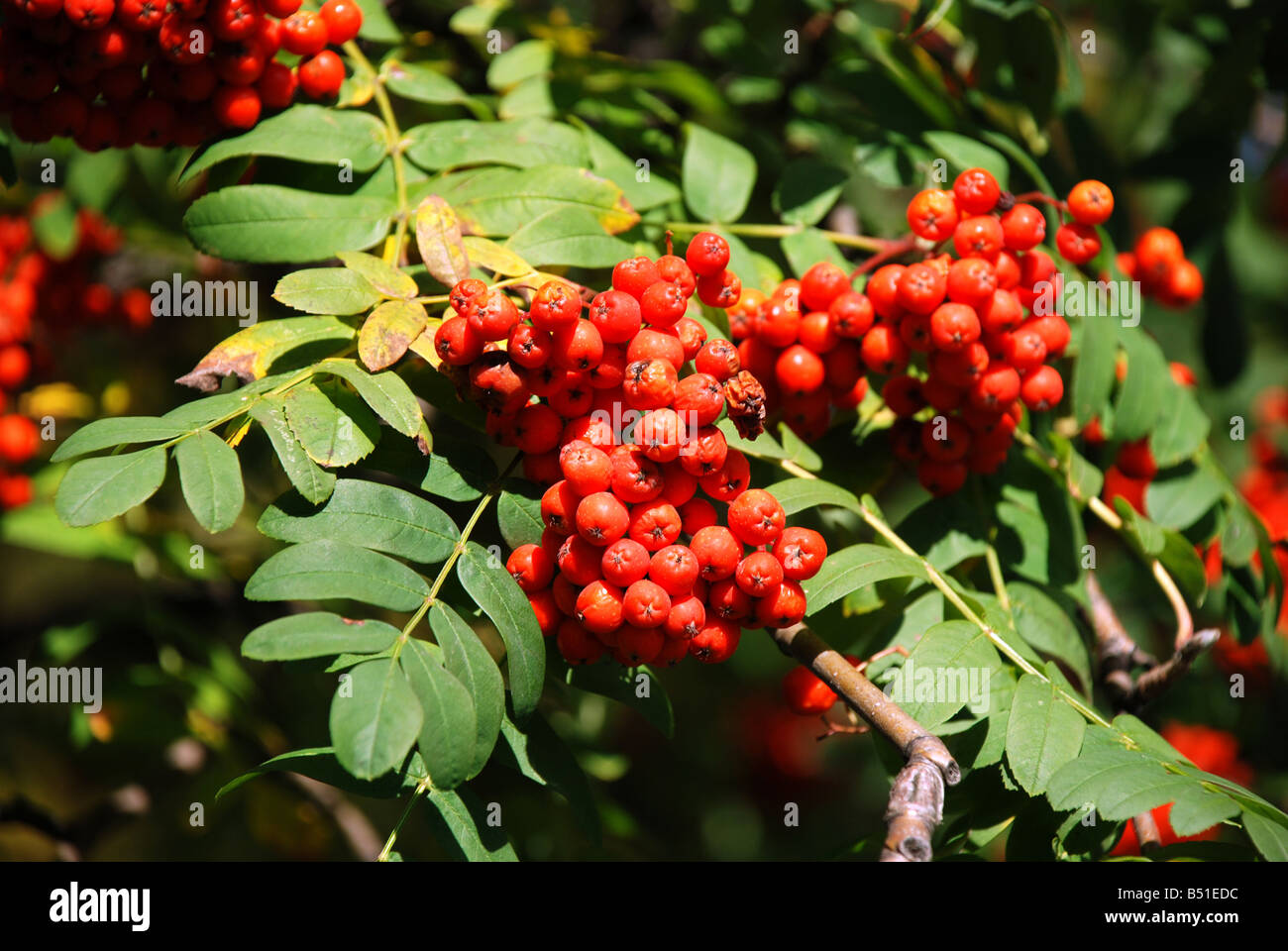 Ashberry tree hi-res stock photography and images - Alamy