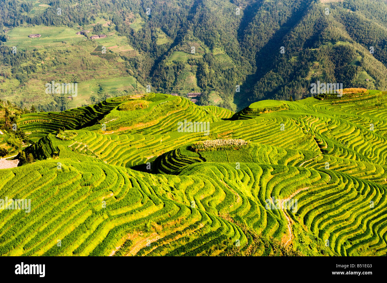 The amazing rice terraces of LongJi in Guangxi China Stock Photo - Alamy