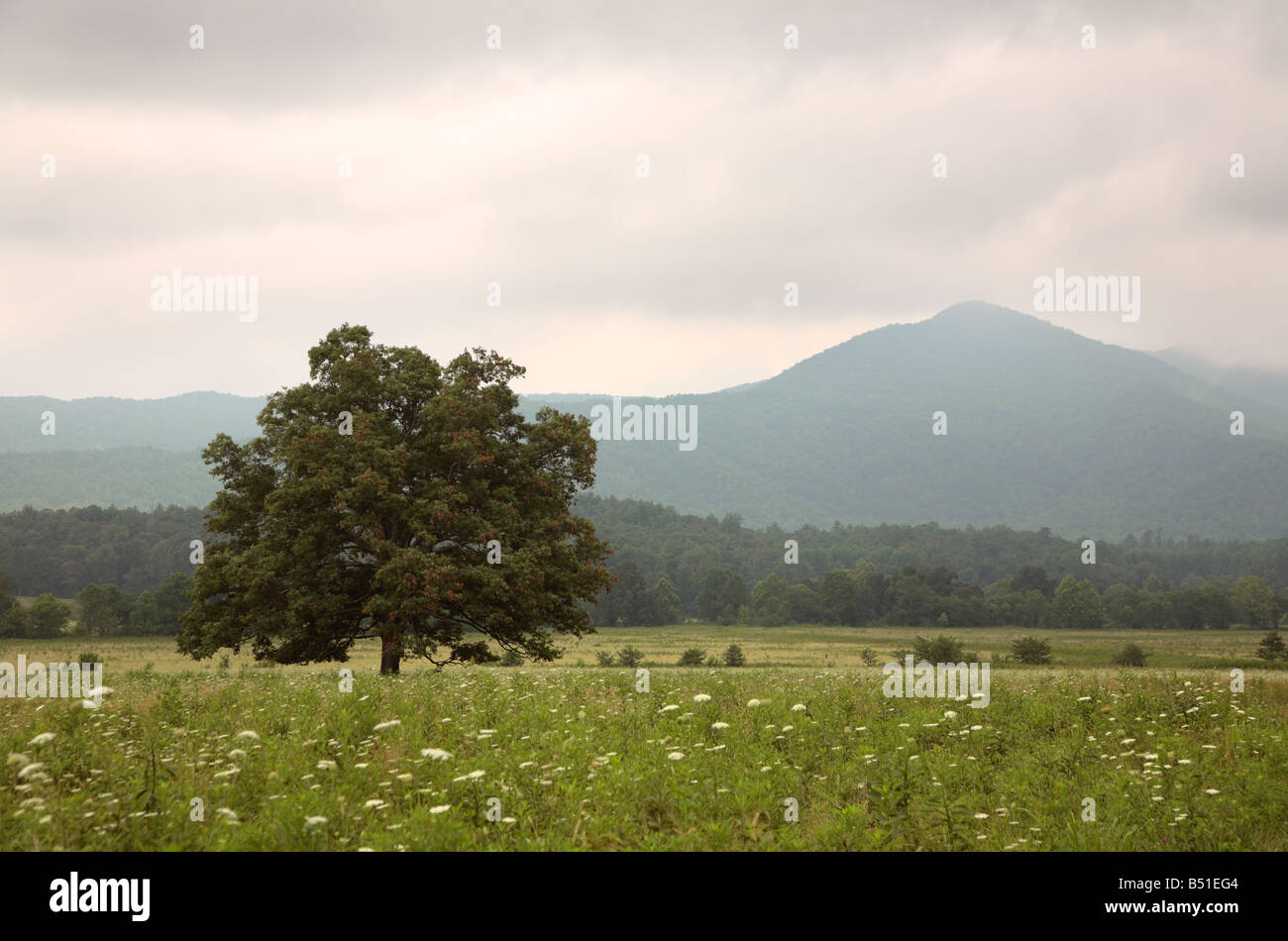 one tree on the field Stock Photo - Alamy