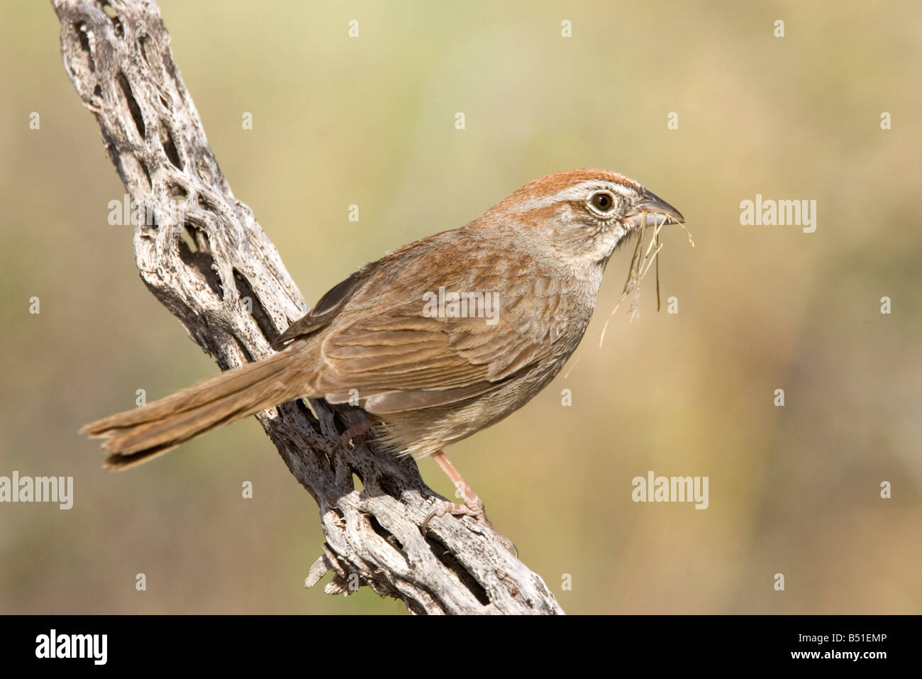 Rufous-crowned Sparrow Aimophila ruficeps Stock Photo - Alamy