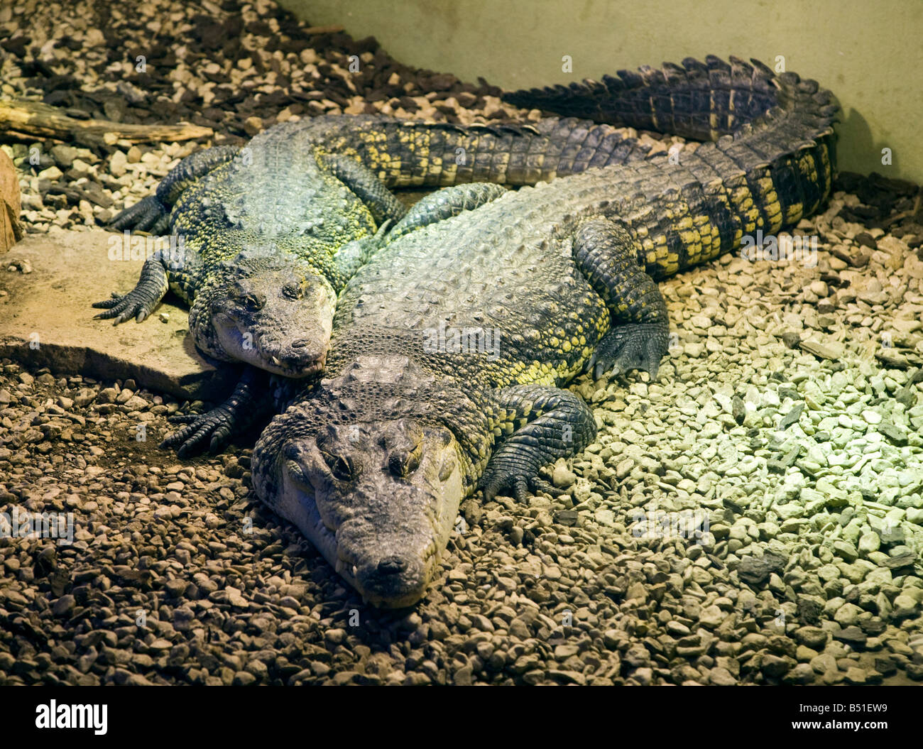 Morelet's Crocodile (crocodylus moreletii Stock Photo - Alamy