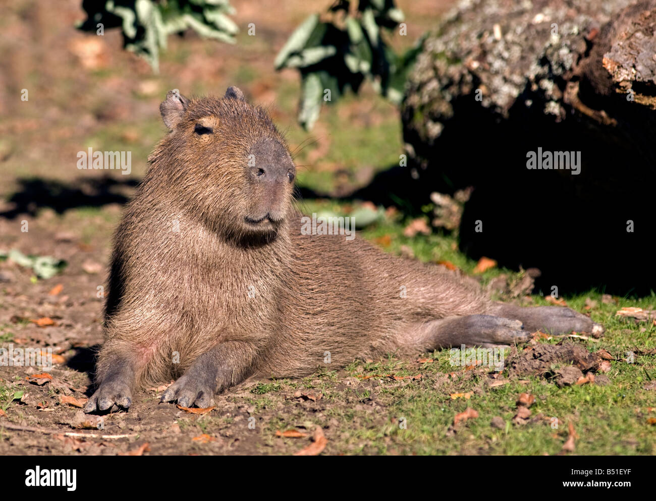 Capybara Baby High Resolution Stock Photography and Images - Alamy