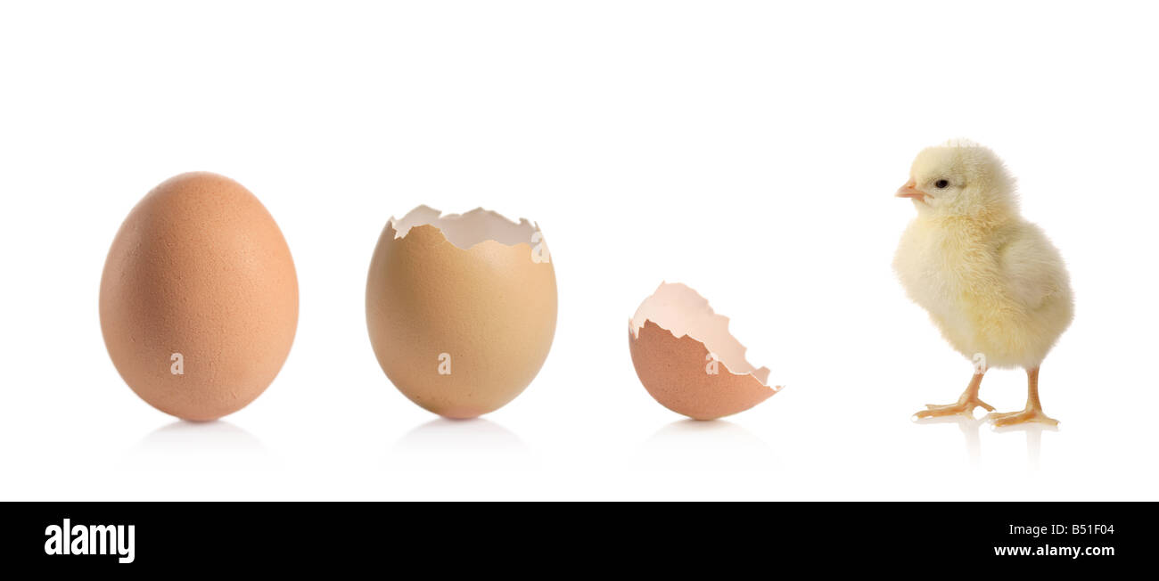 Poultry evolution hi-res stock photography and images - Alamy