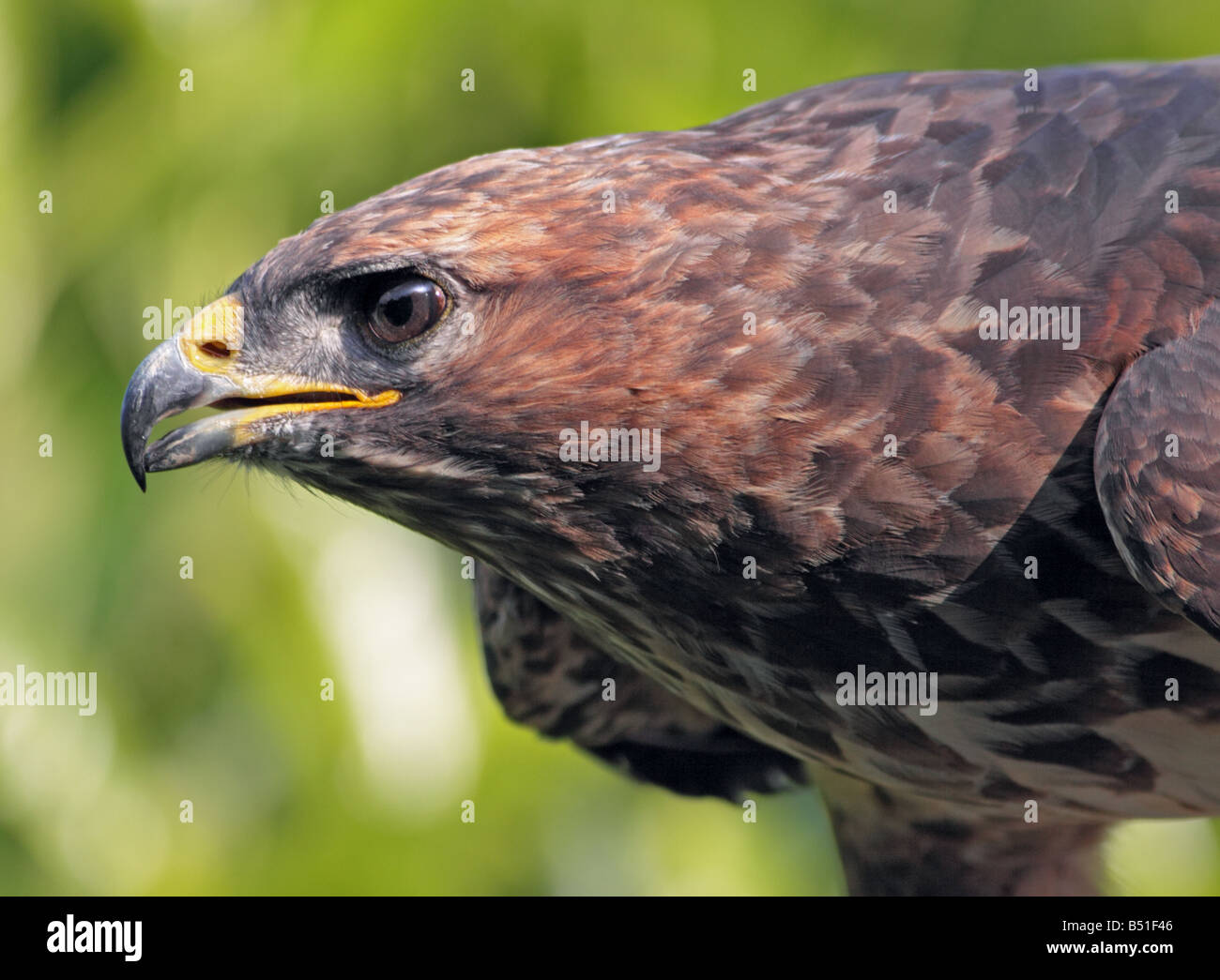 Buzzards uk hi-res stock photography and images - Alamy